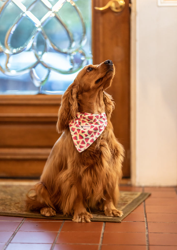 Pup Town Spaw: Self service and pet grooming – PupTownSpaw